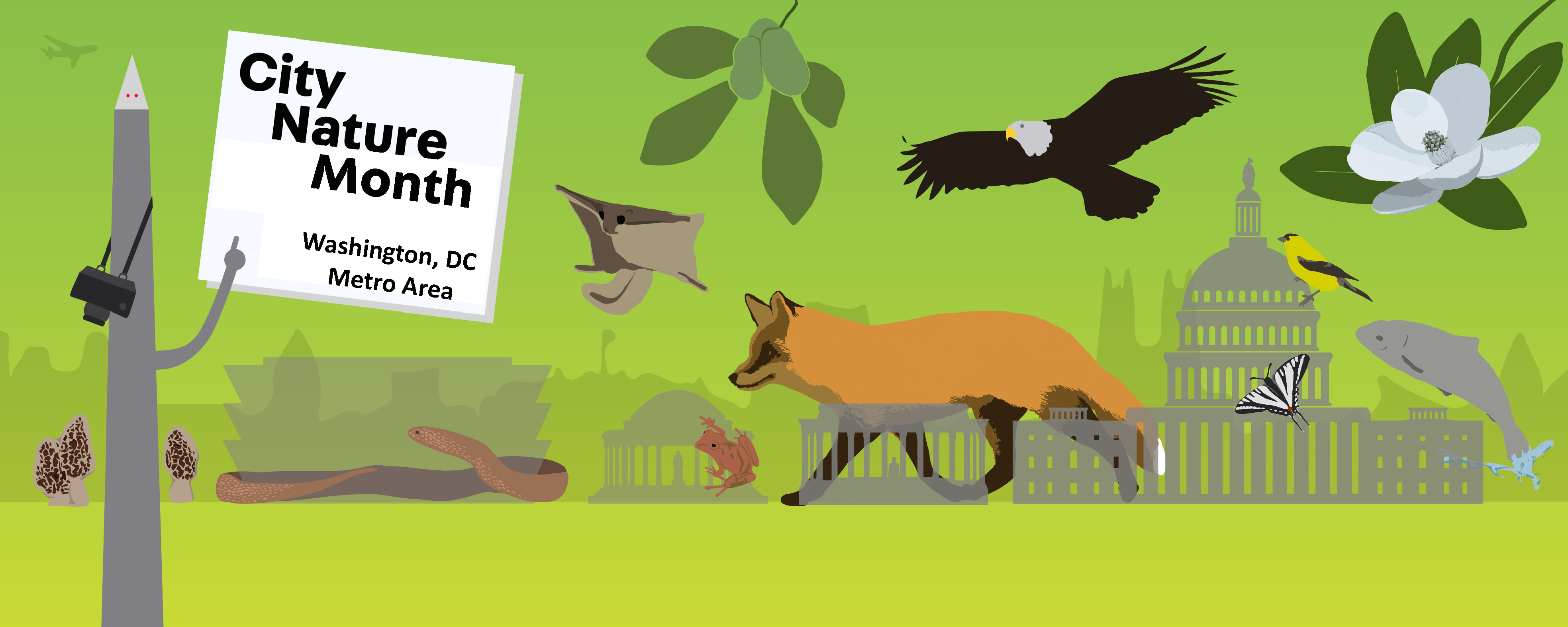 City Nature Month 2020_DC Banner Update – City Nature Challenge 2026 ...